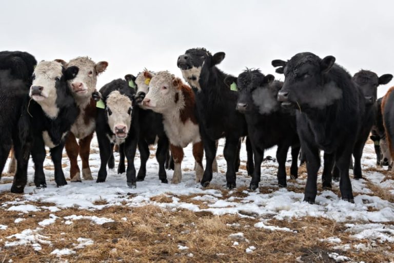 Yerkin Tatishev and Daniel Kunin of Kusto Group on Building an Integrated Protein Strategy in ...